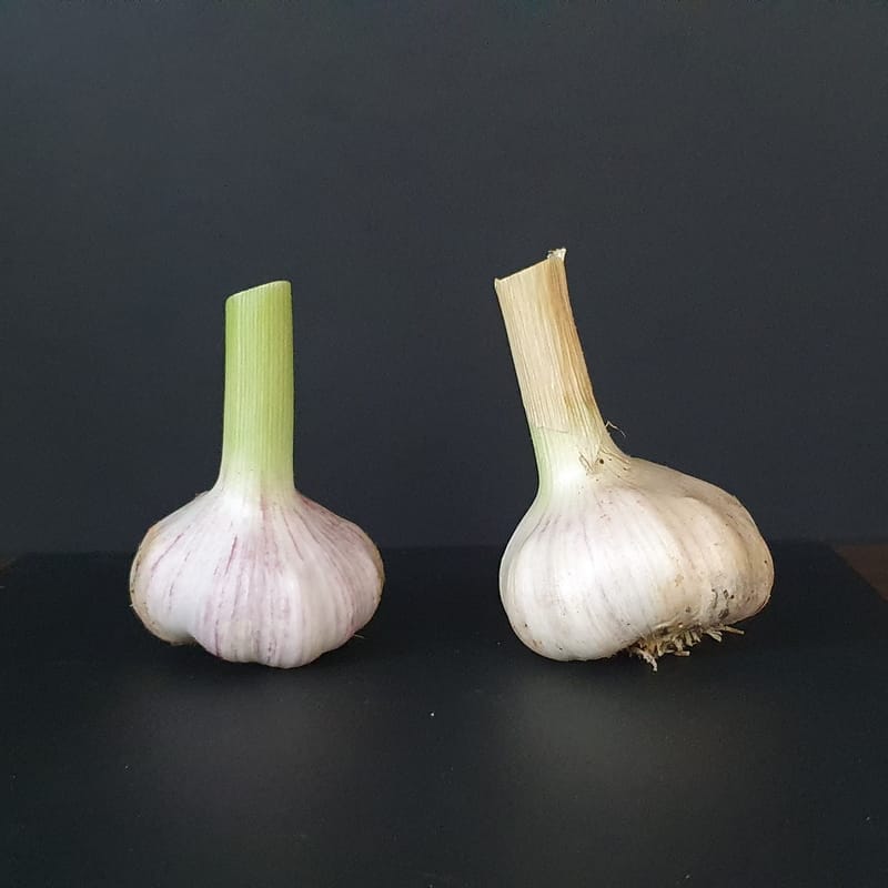 Standard Purple Stripe Garlic Group - Garlic Kingdom Australia