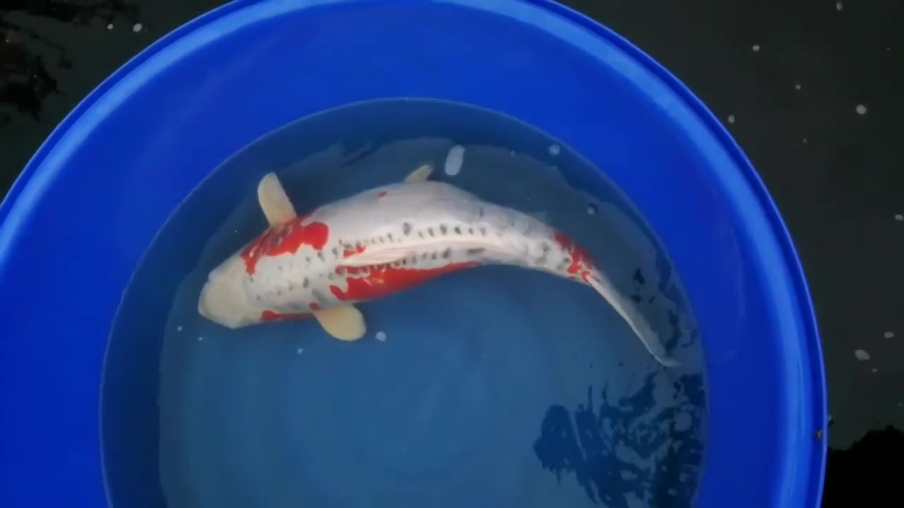 Howie Koi Dorset aquatic shop Dorchester aquatics Fish uk for sale aqu