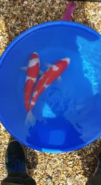 Howie Koi Dorset aquatic shop Dorchester aquatics Fish uk for sale aqu