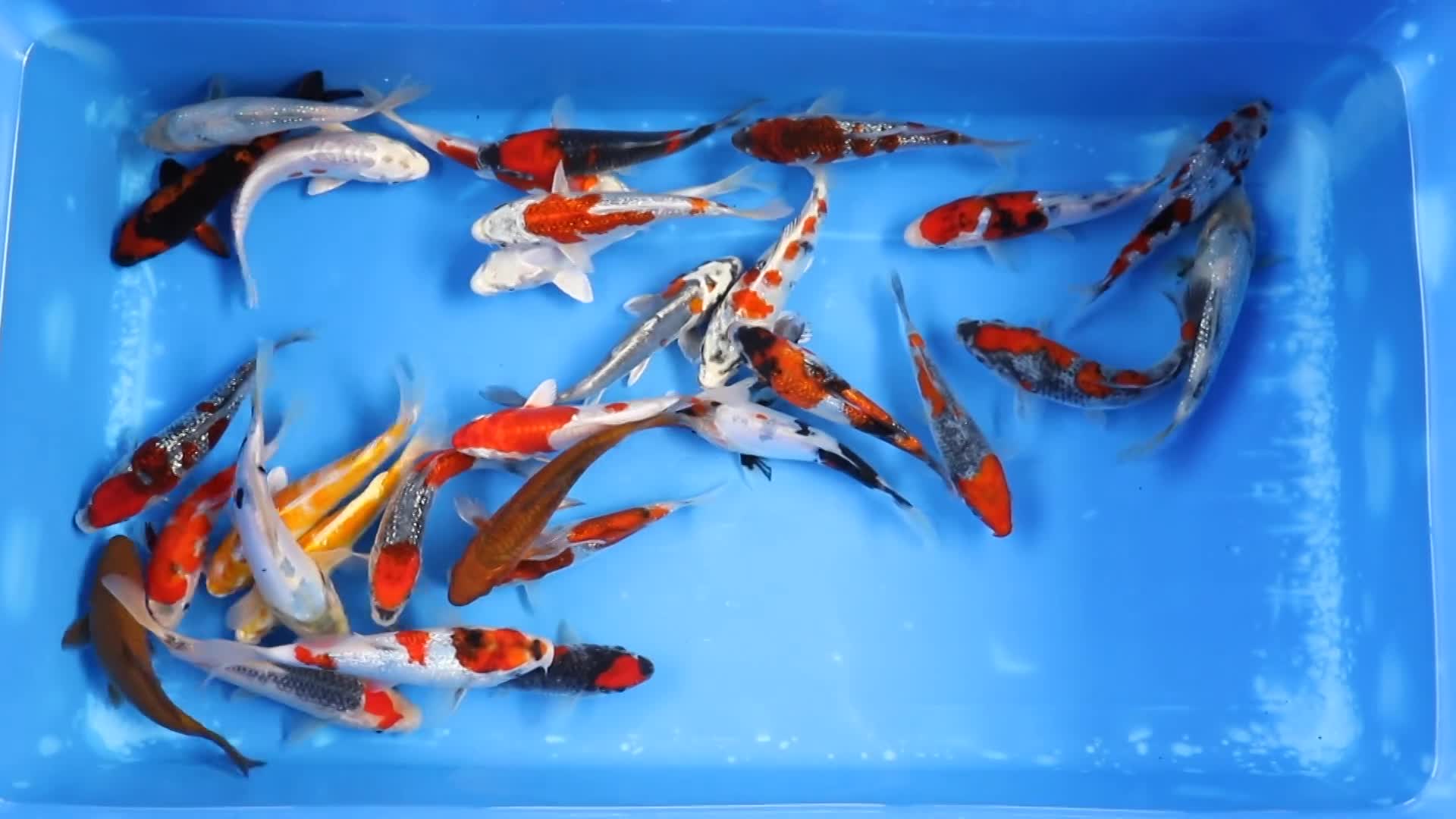 Howie Koi Dorset aquatic shop Dorchester aquatics Fish uk for sale aqu