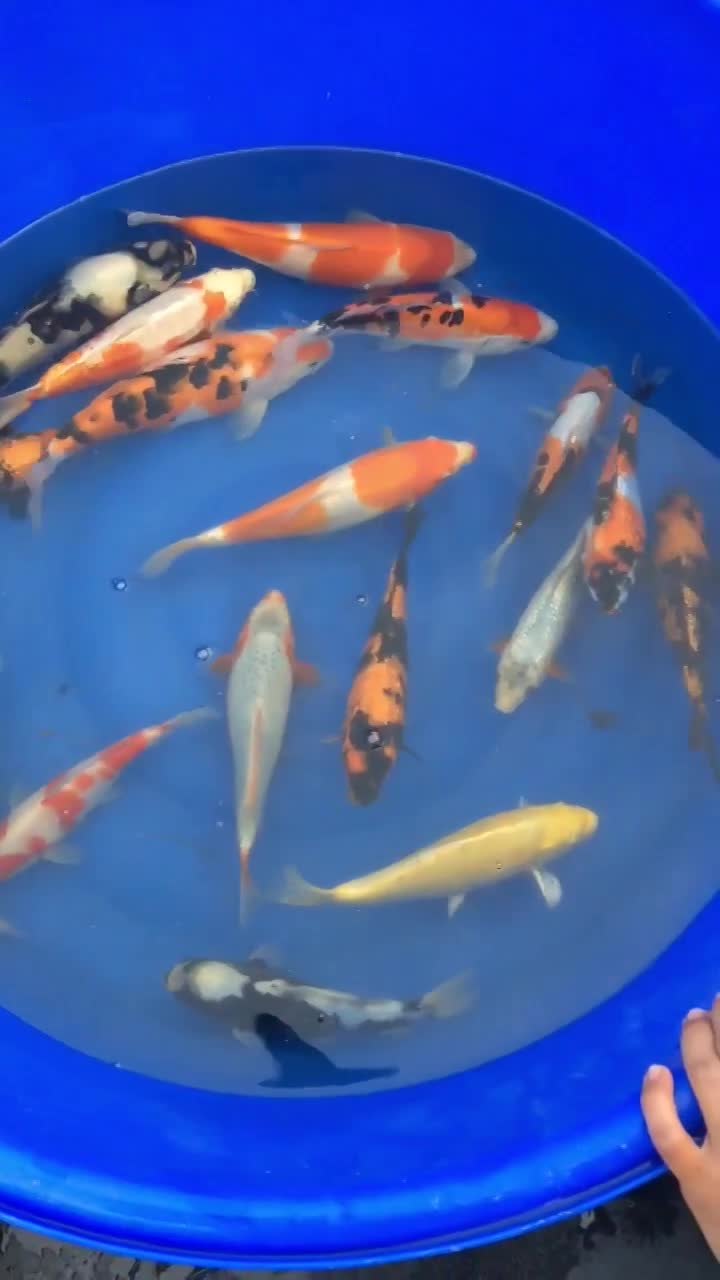 Howie Koi Dorset aquatic shop Dorchester aquatics Fish uk for sale aqu