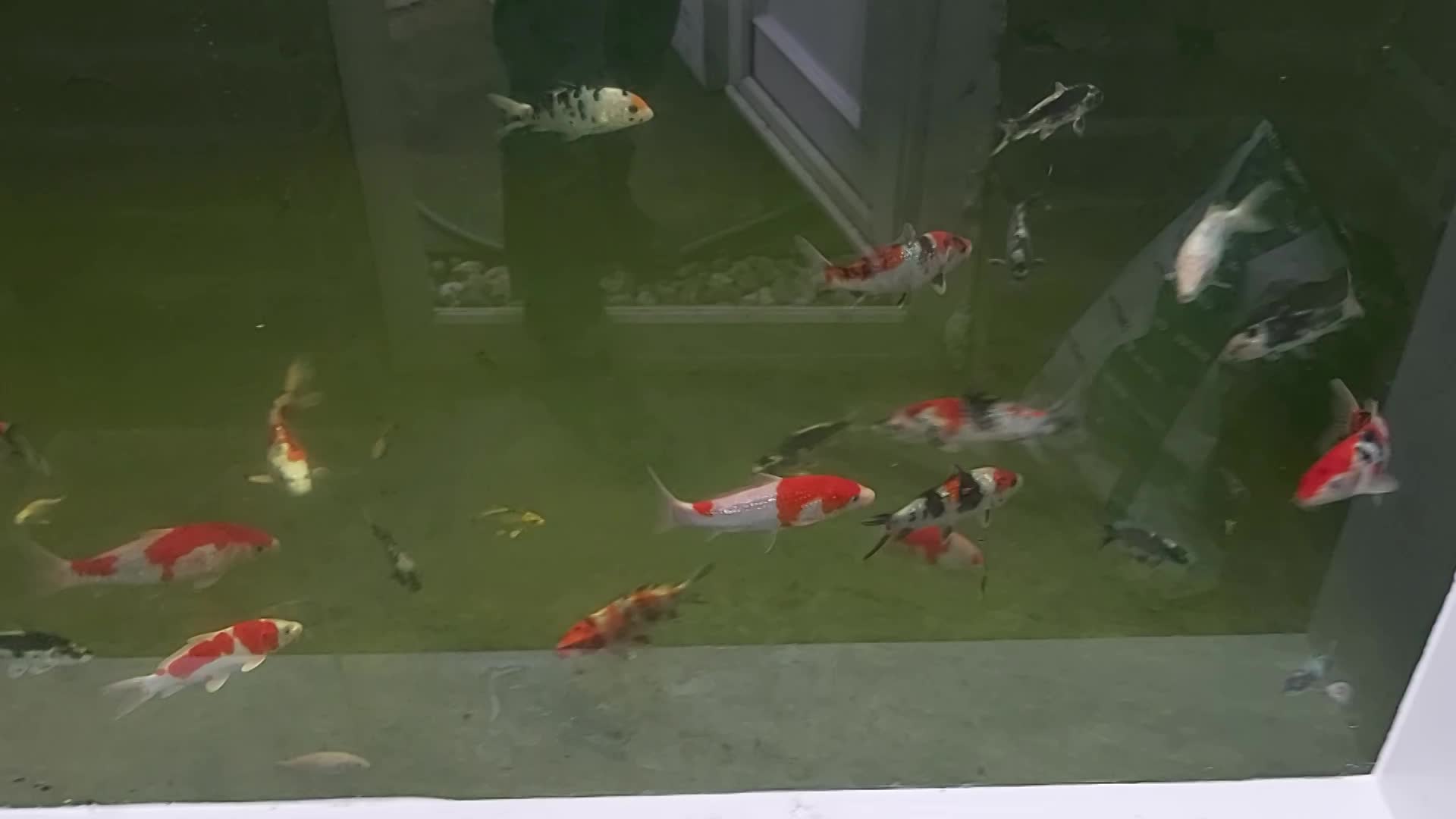Howie Koi Dorset aquatic shop Dorchester aquatics Fish uk for sale aqu