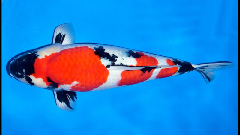 Howie Koi Dorset aquatic shop Dorchester aquatics Fish uk