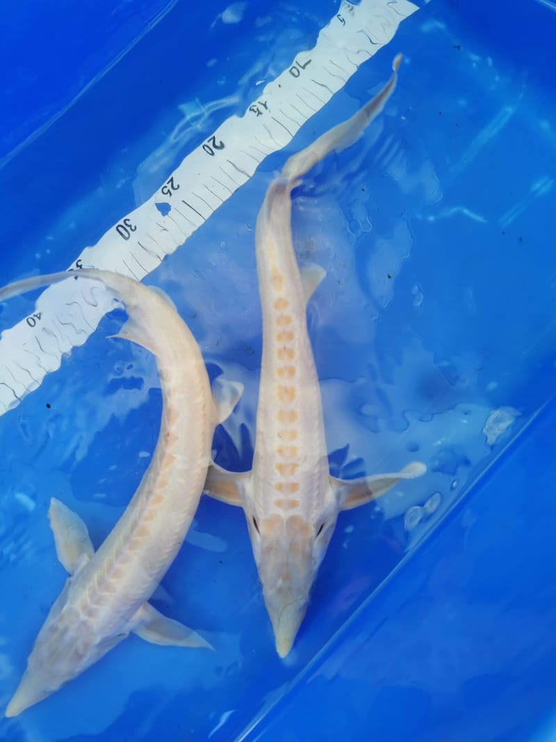 Sturgeon Sterlet Dorset longnose white tip albino gold diamond back
