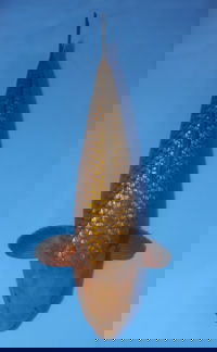 Chagoi, Saragoi, Karasigoi - Howie Koi Dorset