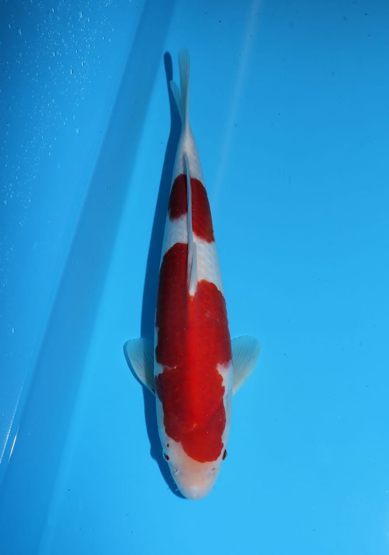KOHAKU TOSAI 28CM MATSUE TK7 - Howie Koi Dorset