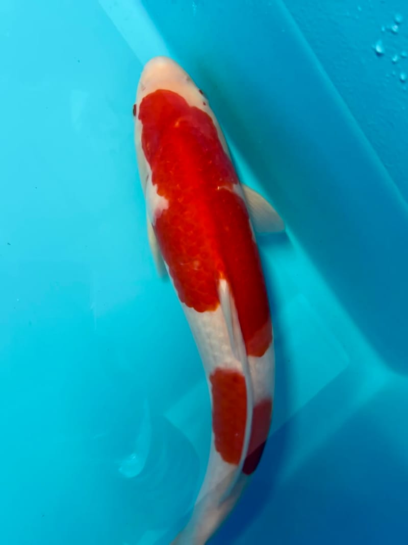 KOHAKU TOSAI 28CM MATSUE TK7 - Howie Koi Dorset