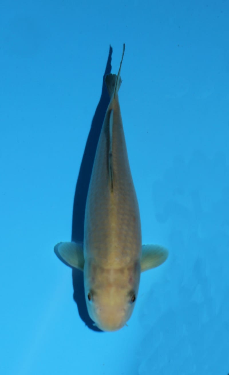 Chagoi, Saragoi, Karasigoi - Howie Koi Dorset