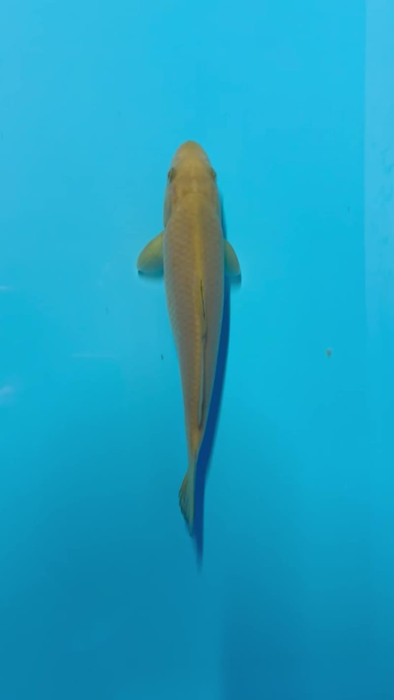 Chagoi, Saragoi, Karasigoi - Howie Koi Dorset