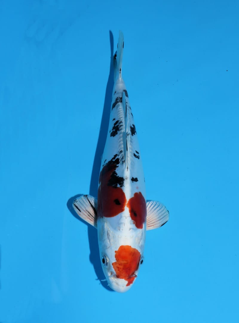All Varieties - Howie Koi Dorset
