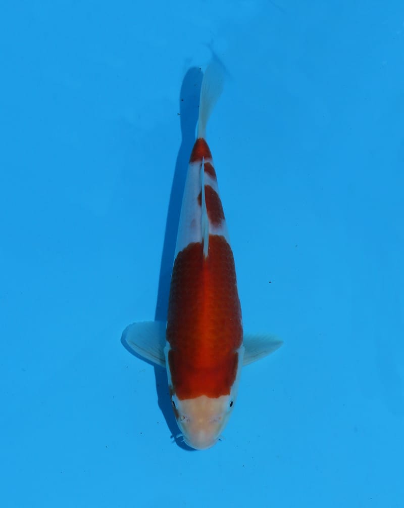 KOHAKU TOSAI 28CM MATSUE TK7 - Howie Koi Dorset