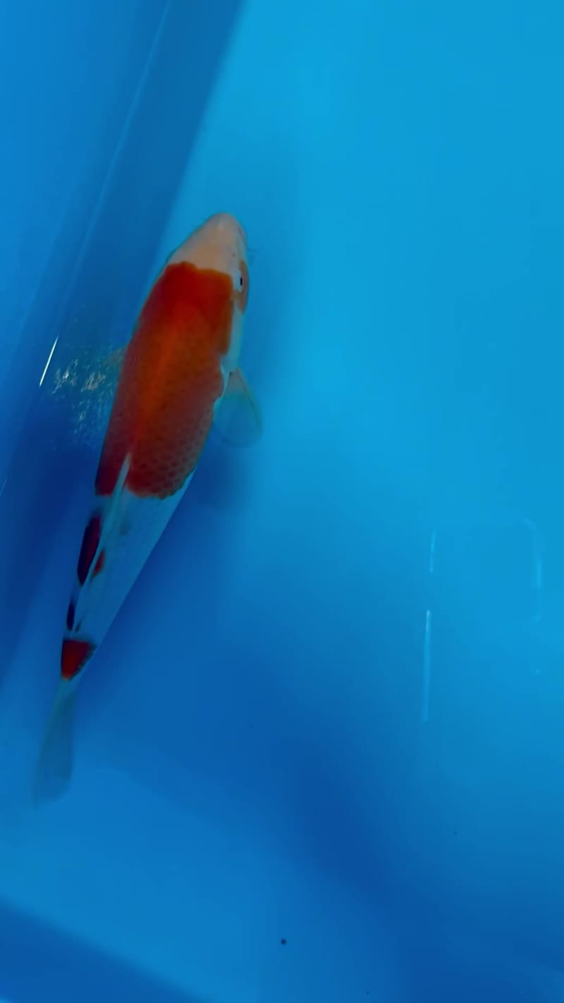 KOHAKU YOSHINO 42CM TK8 2024 - Howie Koi Dorset