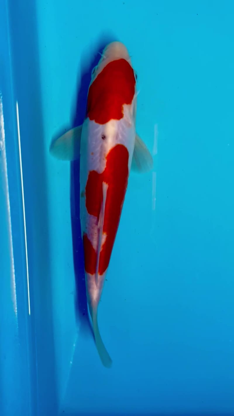KOHAKU TOSAI 27CM MATSUE TK6 - Howie Koi Dorset