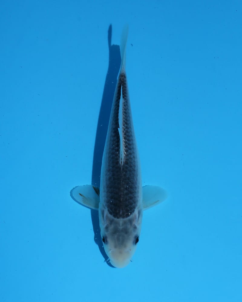 Gin Rin Asagi Nisai 41cm Koshiji TK4 - Howie Koi Dorset