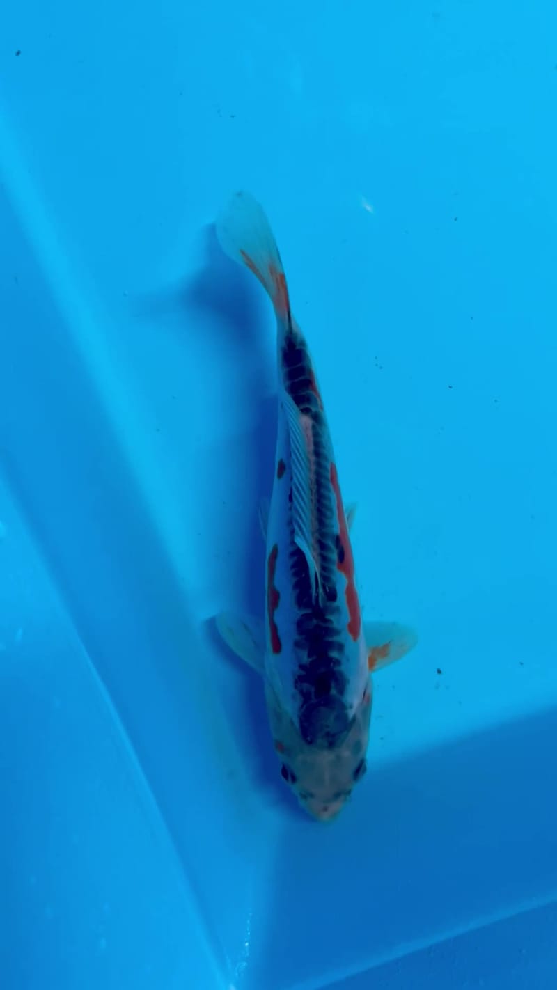 Hi Shusui Maruhiro 38cm TK4 - Howie Koi Dorset