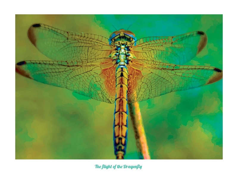 Wonderfully Wild and Weird - Karpinski Art Design