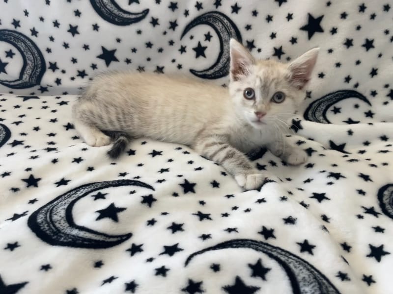 PRUE • F - Special Paws Animal Rescue