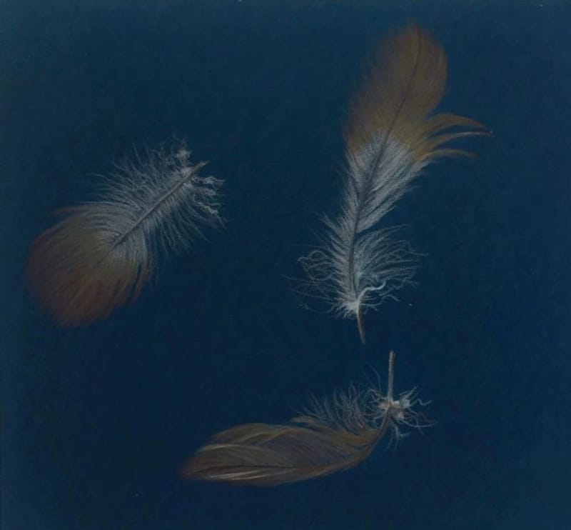 "Brent Goose Feathers, North Bull Island" - GALLERY 1608