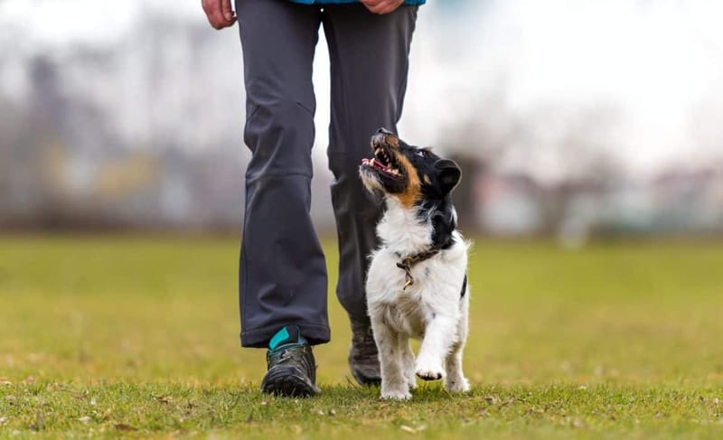 How to Teach your Dog to Walk Nicely on Leash! - Brilliant Best Friends