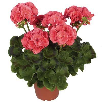 PLANTAS CON FLOR - Alkubi Garden