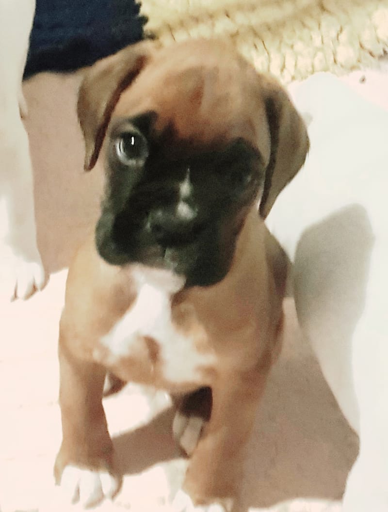 We are still building our site - Manorbred Boxers