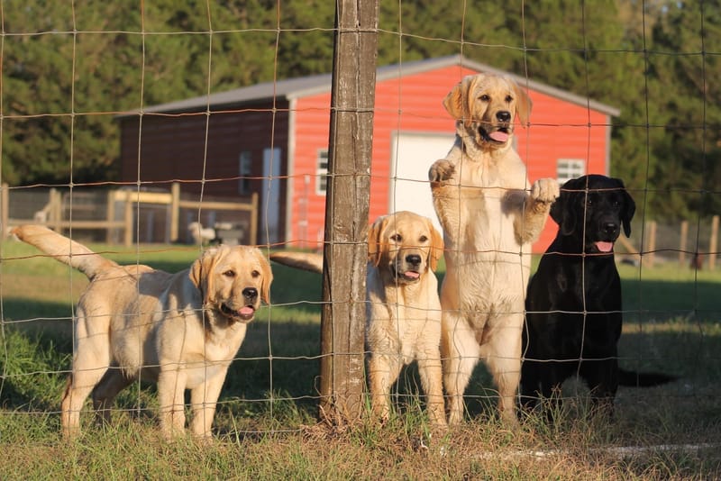 Fun Facts & Labrador Info - Penny Lane Labradors