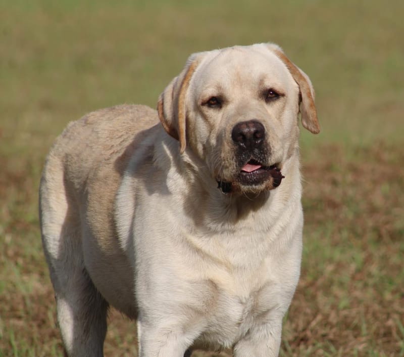 Fred - Penny Lane Labradors