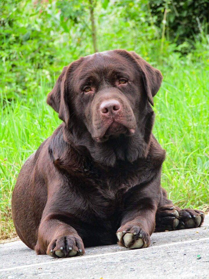 Kap - Penny Lane Labradors