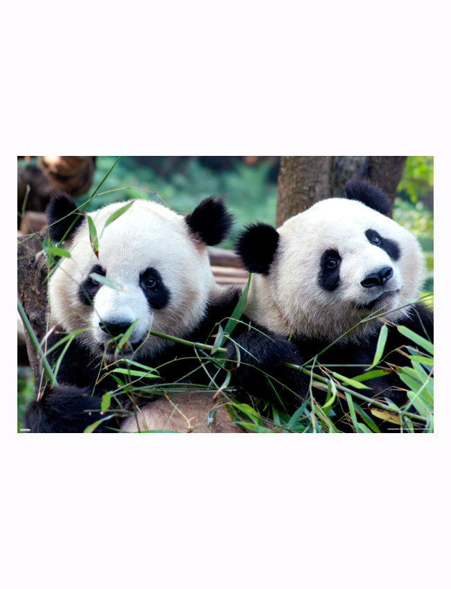 Panda Pals