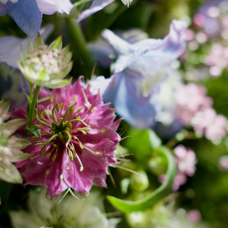 Early summer flowers - Roots