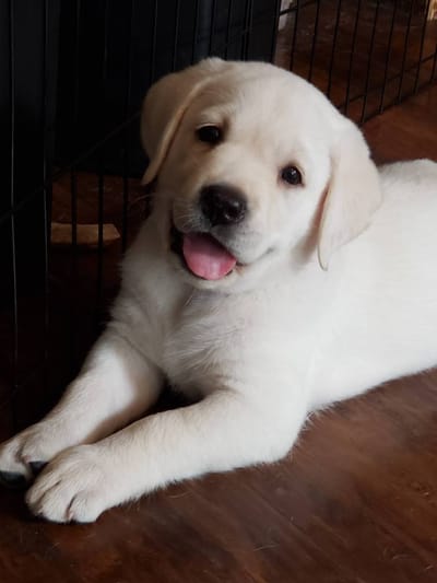White Lab Puppies