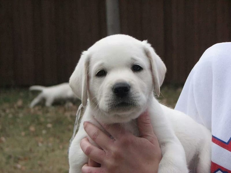 Dixie's pup - Texas White Labs