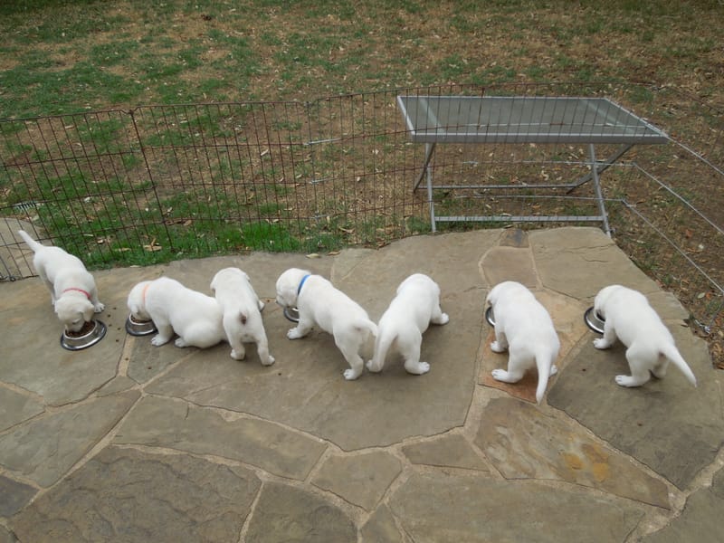 Dixie's first litter - Texas White Labs