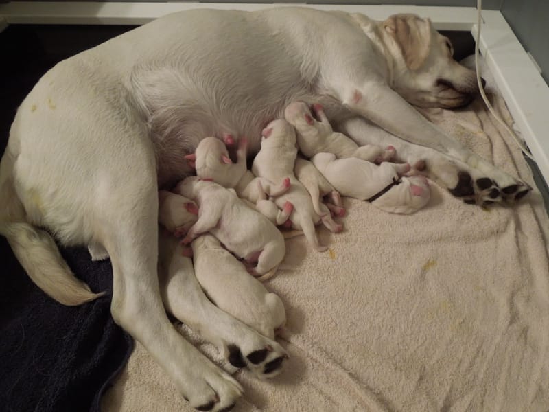 Dixie's litter - Gallery image 526 of 562 - Texas White Labs