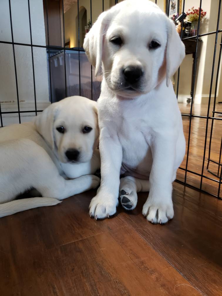 Lily's 3rd litter - Texas White Labs