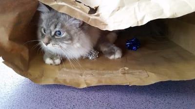 5 Star rated cattery in bucks near Leighton buzzard and aylesbury