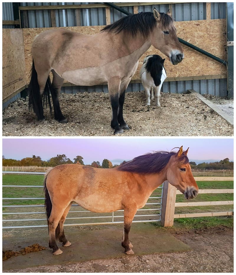 Bull Before and After - Gallery image 95 of 165 - Abbotts...