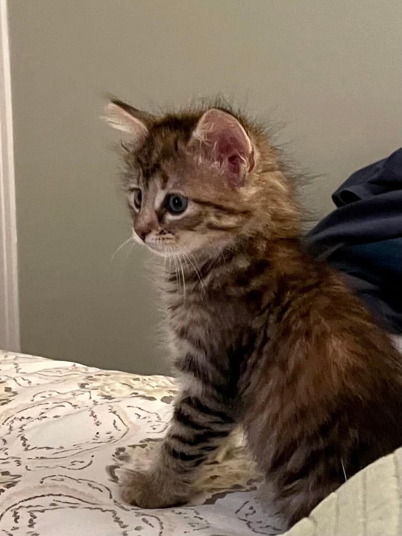 CHER - CATS-R-US.org