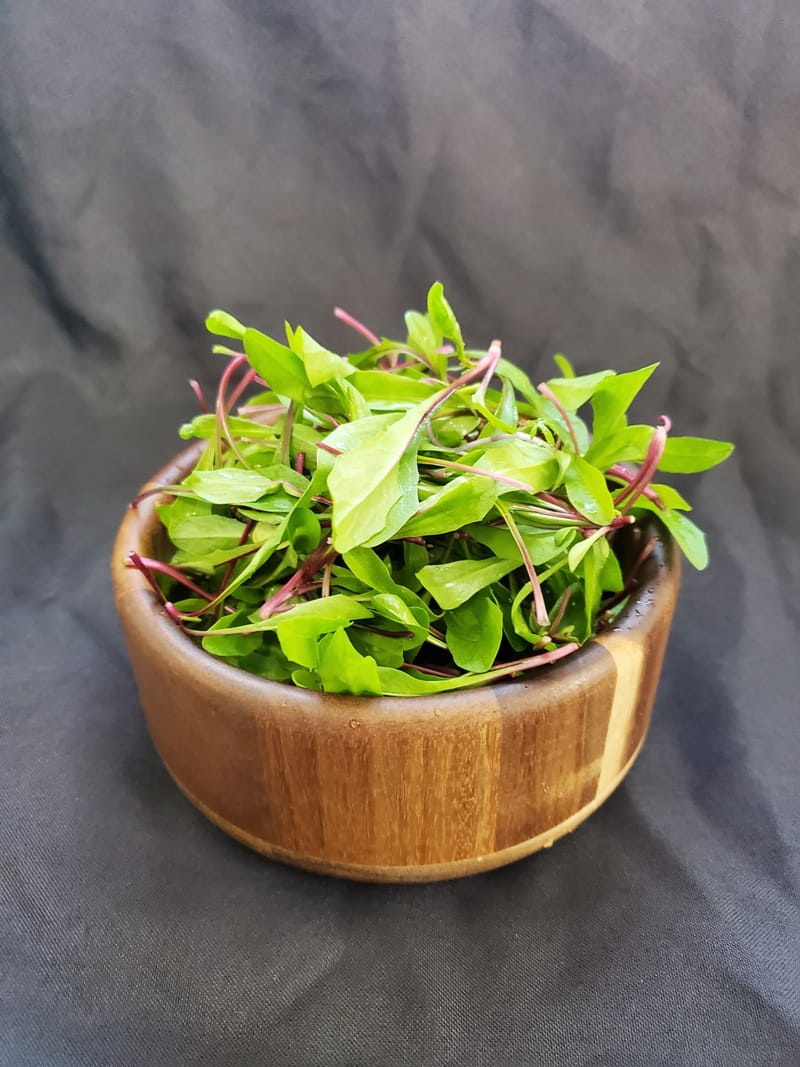 MICRO RED RIB DANDELION - Rooted Family Farm