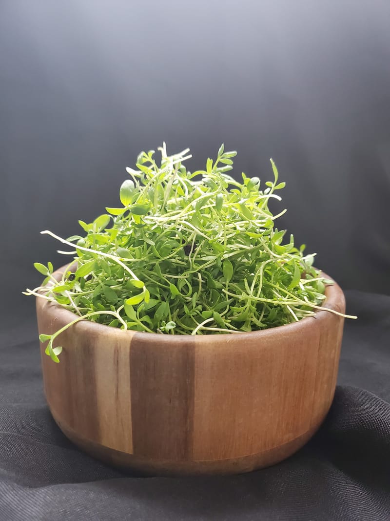 GARDEN PEPPERCRESS - Rooted Family Farm