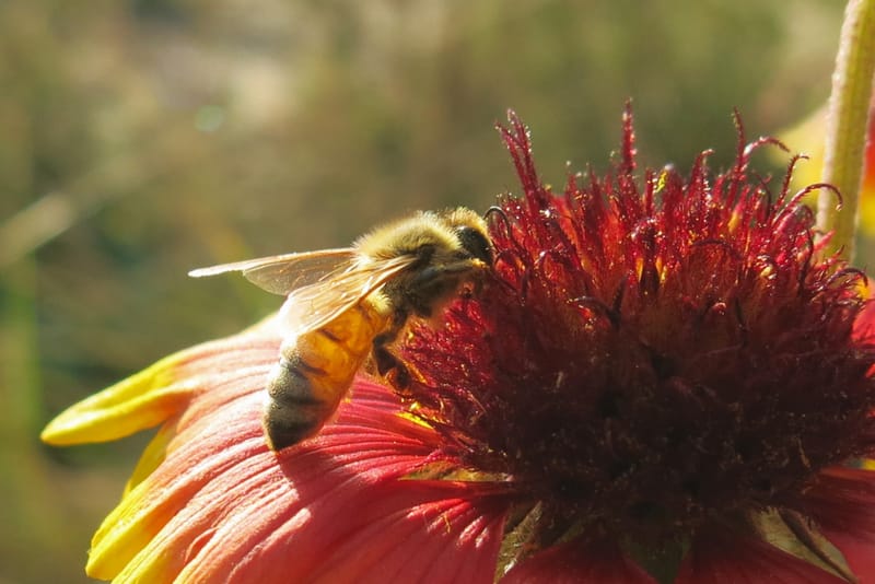Honey Bee Mix in 3 1/2" pot - WeeBee Farms
