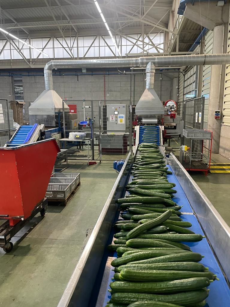 used Aweta Cucumber grader one line
