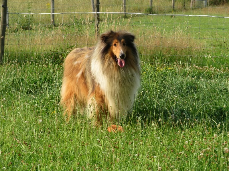 Survived the move - CAPRIOARA - OMORDHA