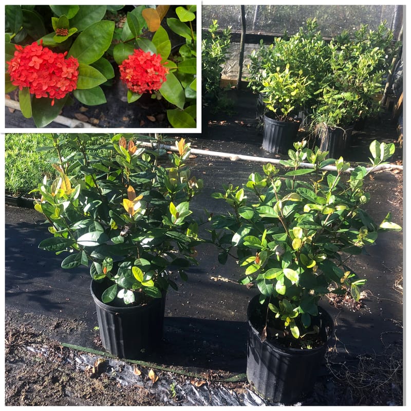 Maui RED Ixora - Gallery image 2 of 13 - Richard's Nursery,...