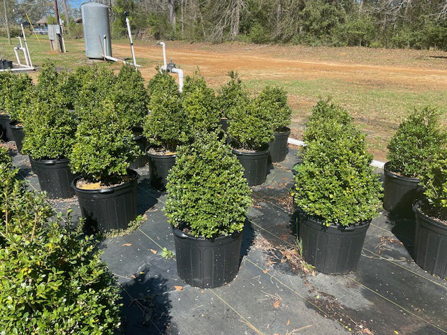 Coned Compacta Holly 7 Gal. - Richard's Nursery, Inc.