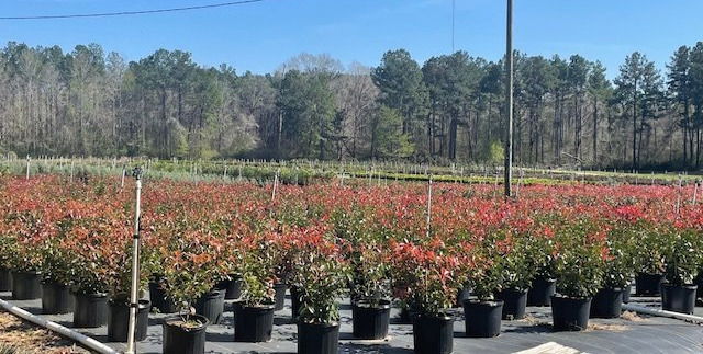 Red Tip Photinia 7 Gal. - Richard's Nursery, Inc.