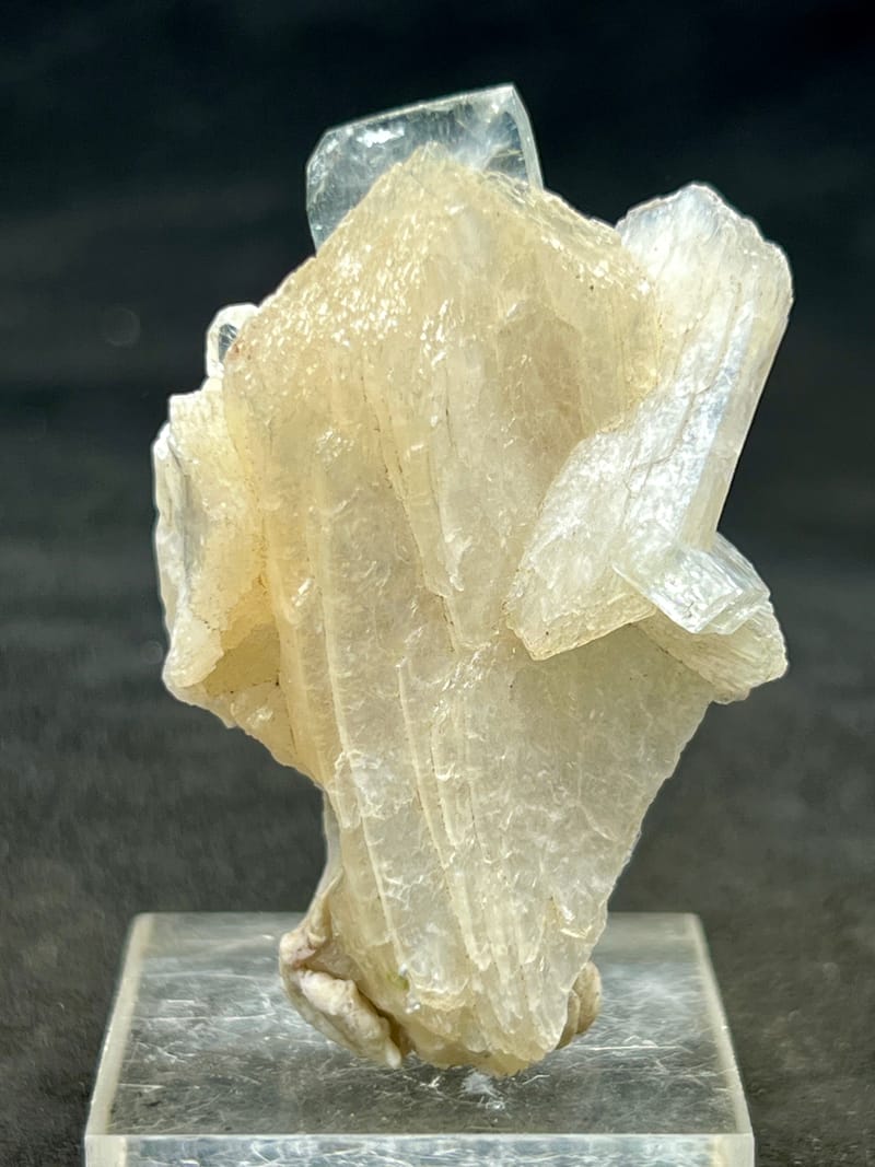 ESTILBITA (POONA, INDIA)