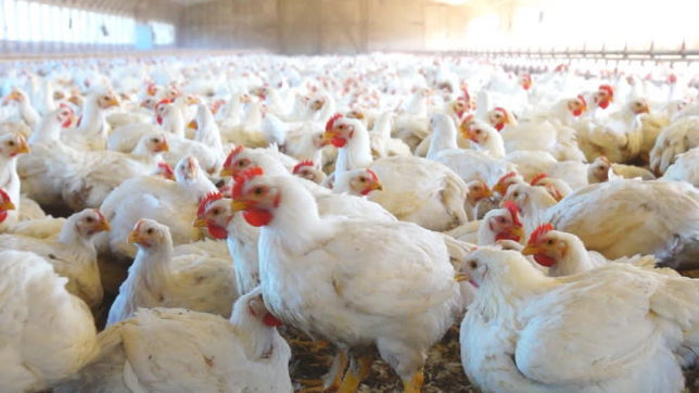 LIVE STOCK - our poultry place