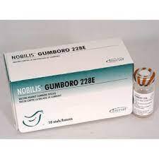 AVISHIELD ND+IB H120 (Day old Vaccine for Newcastle/Bronchitis/Avian i