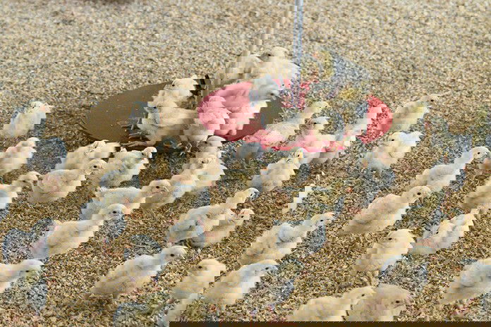 LIVE STOCK - our poultry place